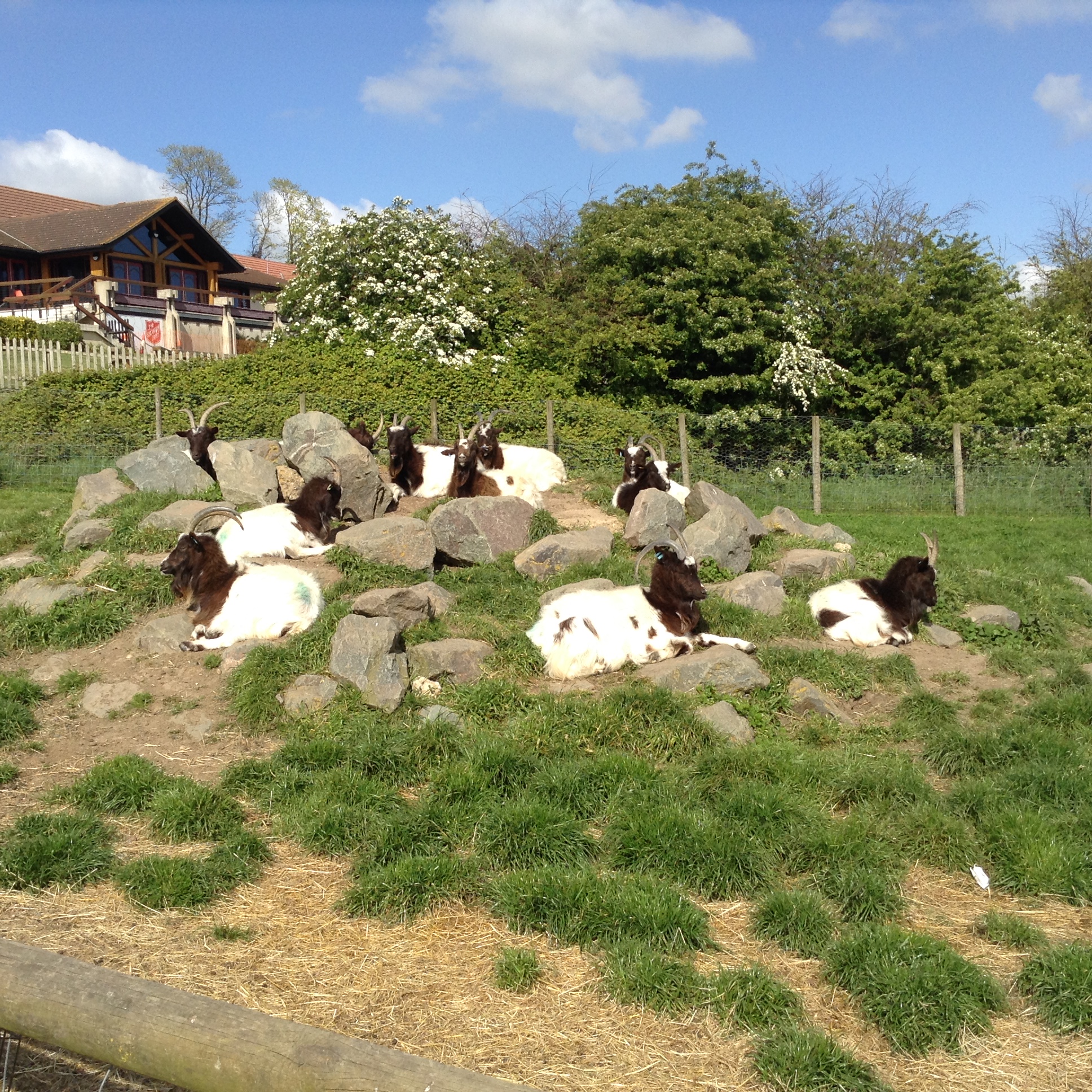 Easter 2014 at Hadleigh Farm | Green spaces | Hadleigh & Thundersley ...